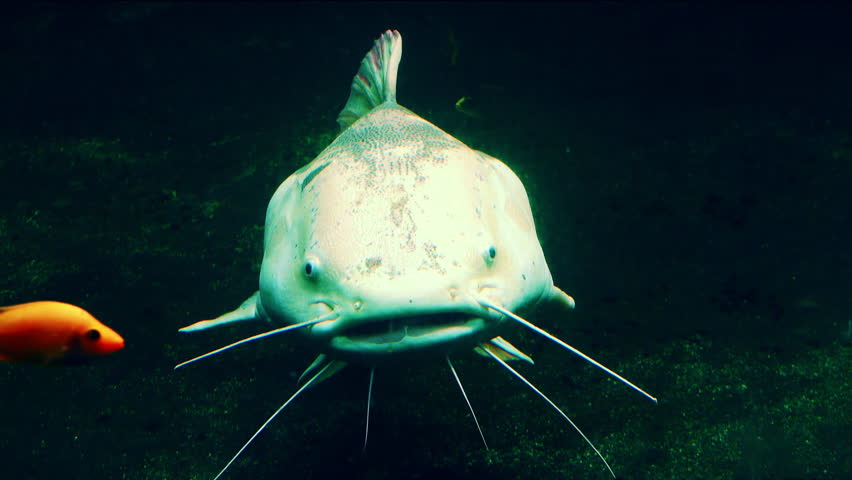 Channel Catfish - Ictalurus punctatus image - Free stock photo - Public ...