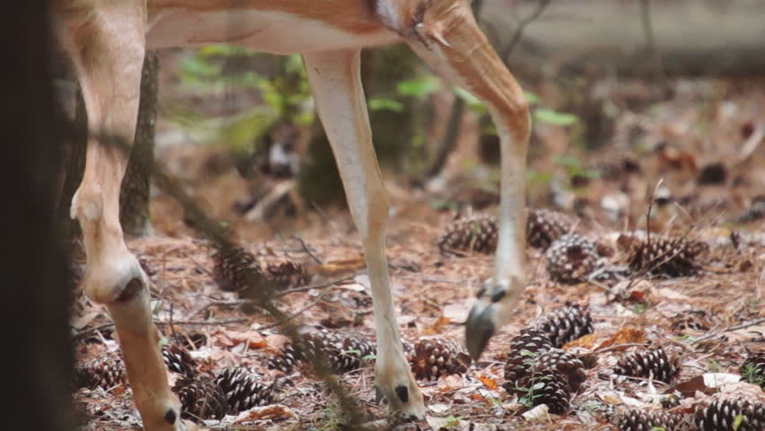 Whitetail Deer with Broken Back Stock Footage Video (100% Royalty-free ...