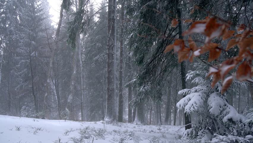 Landscape Of Beautiful Snow Laden Branches In An Evergreen Forest Of ...