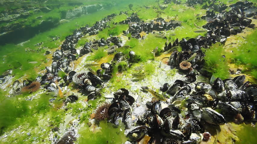 Ornate Green Klipfish Swimming Among Algae And Mussels In A Rock Pool ...