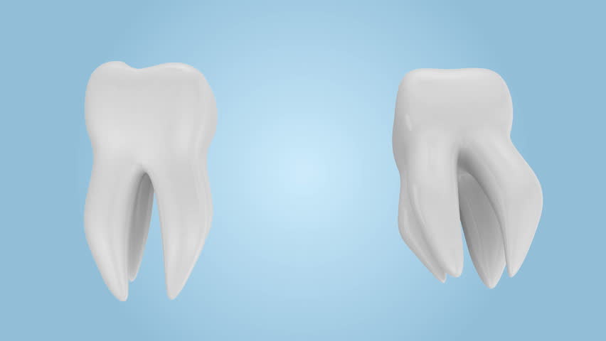 Animation Of Tooth Rotation. Green Screen And Alpha Matte Is Including ...