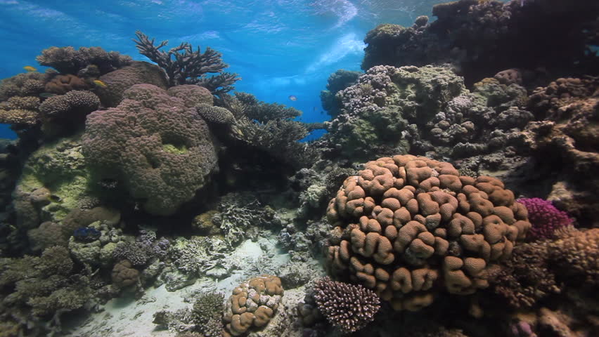 Colorful Coral On Sandy Bottom Deep Underwater In Red Sea. World Of ...