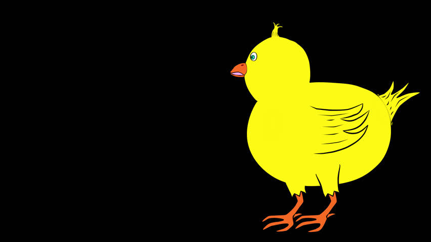 Chick Walking-animated-transparent Chick Walks and Stock Footage Video ...