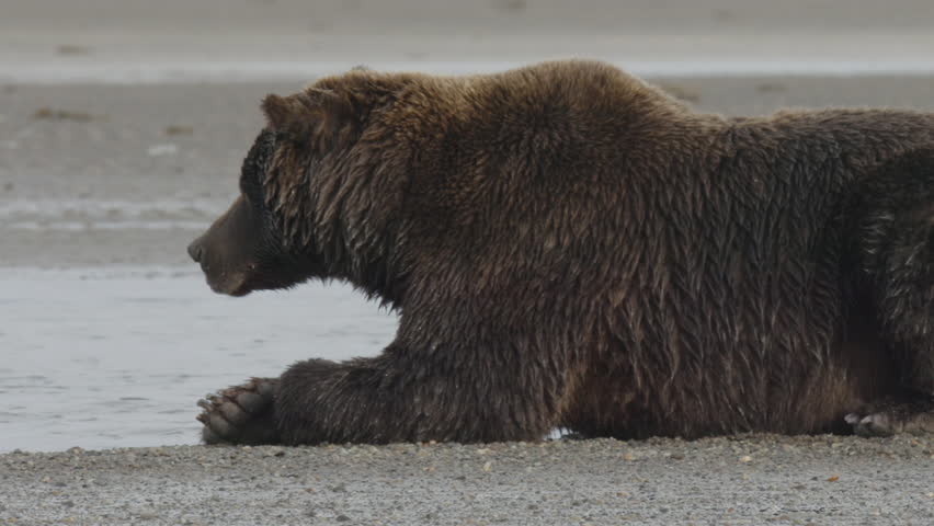 Hd Two Grizzly Bears Lying Stock Footage Video (100% Royalty-free ...