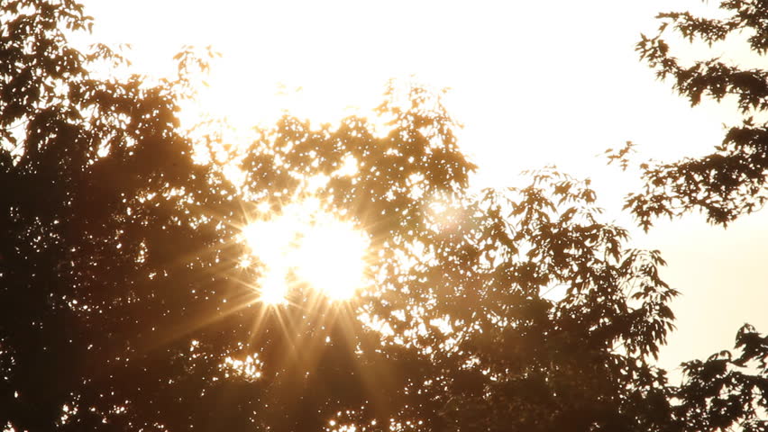 Sunshine Star Flare Flickering Through Windy Tree Leaves At Sunset ...
