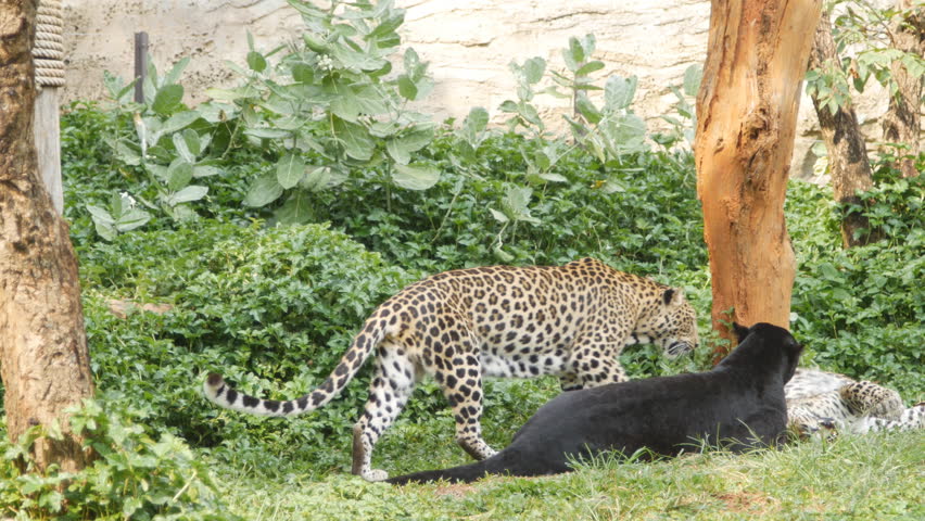 Stock video of 4k of black panther and leopard | 25246307 | Shutterstock