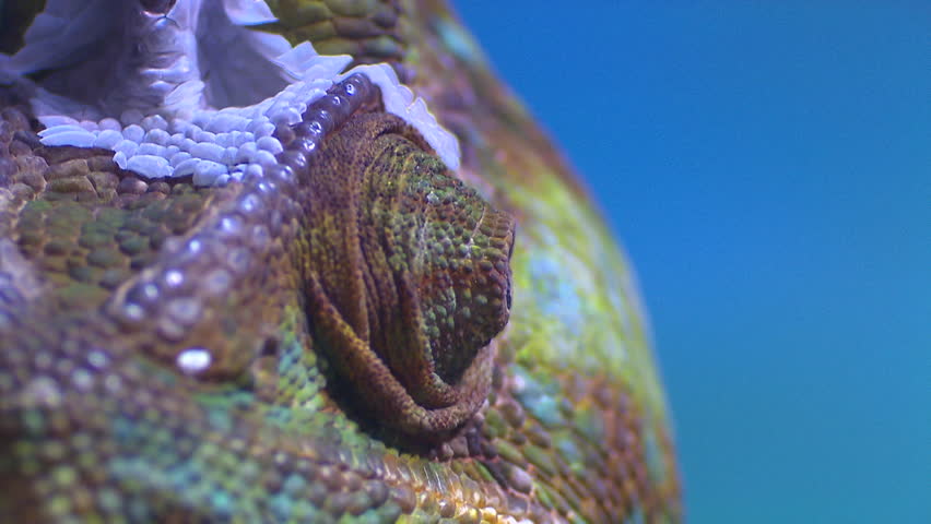 Colourful Chameleon in Camouflage Stock Footage Video (100% Royalty ...