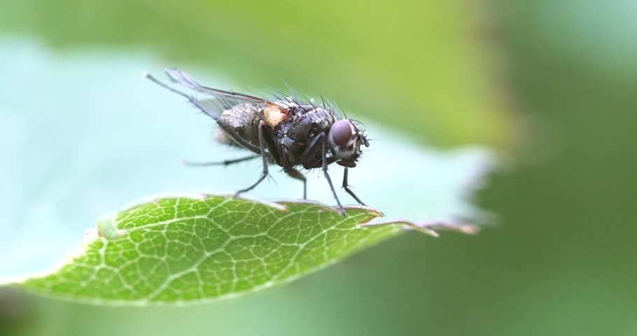 Stock video of common garden fly resting and cleaning | 26114417 ...