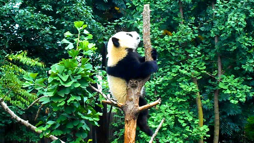 Baby Panda in a Tree Stock Footage Video (100% Royalty-free) 26257127 ...