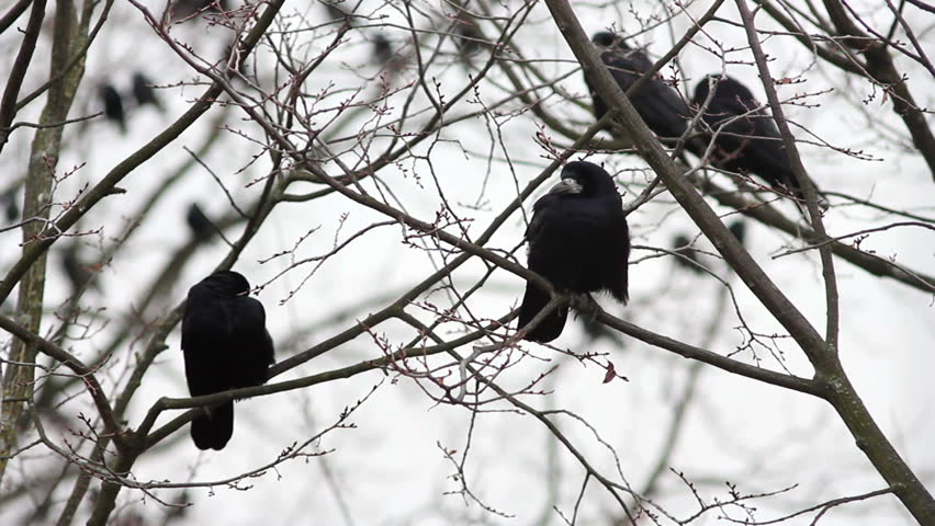 Crows Sitting On the Branches Stock Footage Video (100% Royalty-free ...