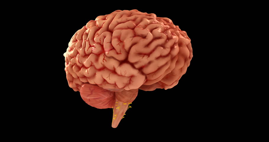 Realistic, Fully Detailed Human Brain Stock Footage Video (100% Royalty ...