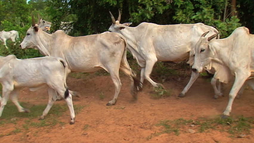 Cowboy, Cow, Brazil, Pantanal Stock Footage Video 2650403 | Shutterstock