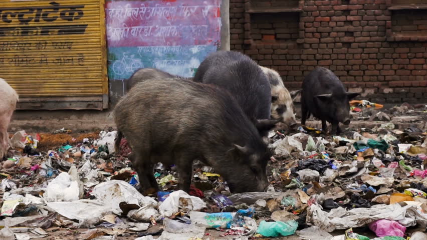 Pigs Are Seen Alongside People And Feeding On Garbage On April 13, 2014 ...
