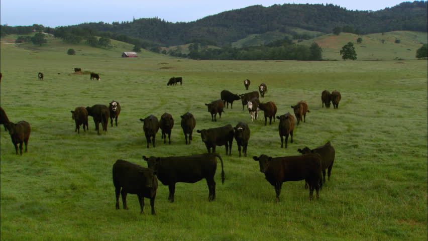 Irish Cattle & Calves Grazing + Karst Landscape The Burren In ...