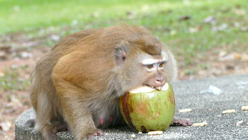 Monkey Eat Yellow Mango Fruit At Sacred Monkey Forest In Ubud, Island ...