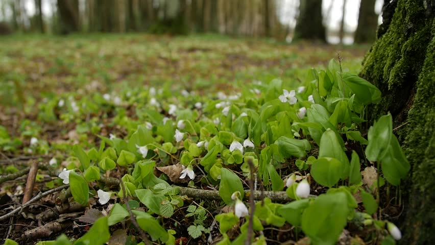 Forest, White Flowers,cleft Cabbage . Stock Footage Video (100% Royalty ...