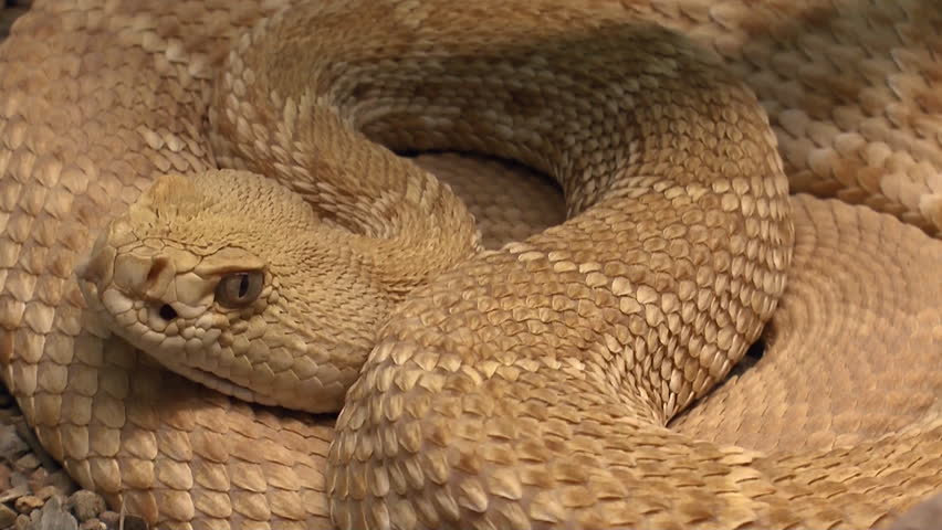 Coiled, Light-colored, Western Diamondback Rattlesnake Stock Footage ...
