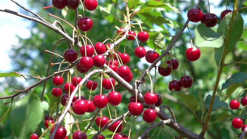 High Quality Video Cherry Tree Stock Footage Video (100% Royalty-free ...