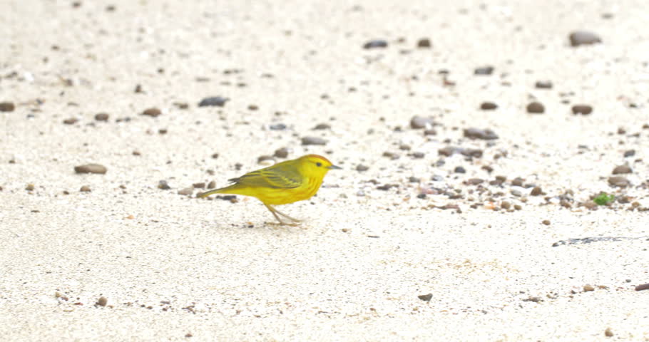 American Yellow Warbler-Setophaga petechia image - Free stock photo ...