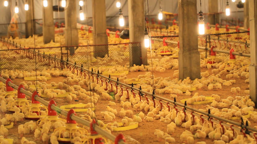 Crowd of Chickens in Blooder Stock Footage Video (100% Royalty-free ...