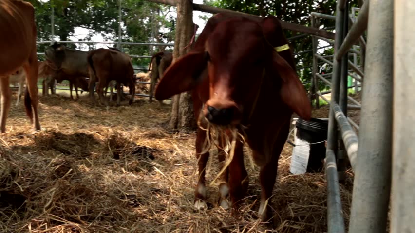 Cow Surgery Stock Footage Video 27631054 | Shutterstock