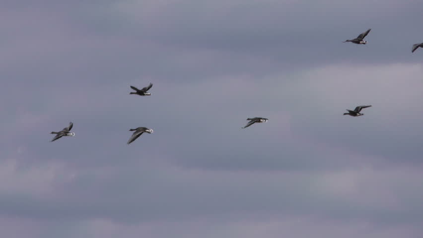Stock video of free geese flying in the sky | 27631447 | Shutterstock