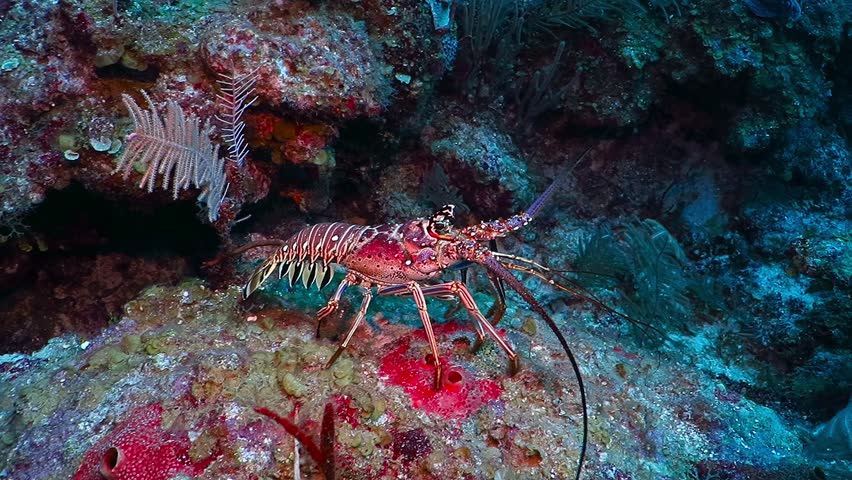 Spiny Lobster image - Free stock photo - Public Domain photo - CC0 Images