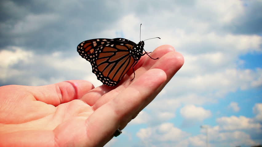 Butterfly Stock Footage Video | Shutterstock