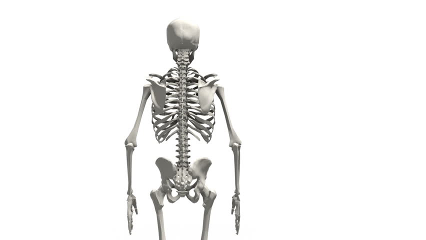 Realistic Human Skeleton 360 View With Loop Stock Footage Video 2771846 ...