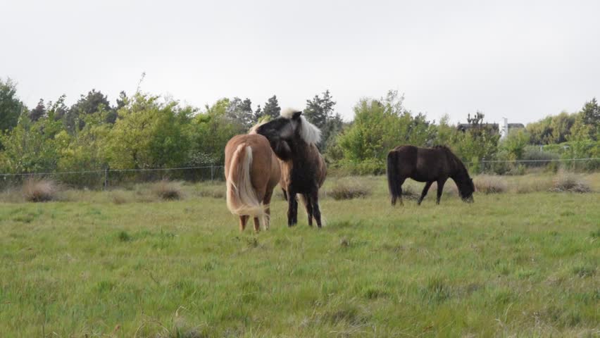 Two Horses Galloping out in the Wild image - Free stock photo - Public ...