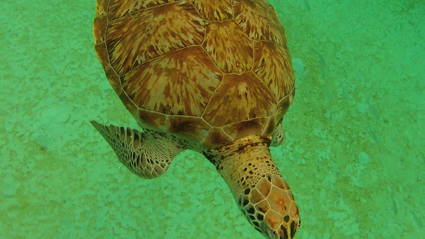 Leatherback Turtle Swimming Underwater with Stock Footage Video (100% ...