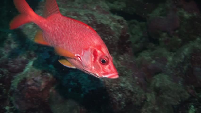 Bright Red Squirrel Fish Hides Stock Footage Video (100% Royalty-free ...