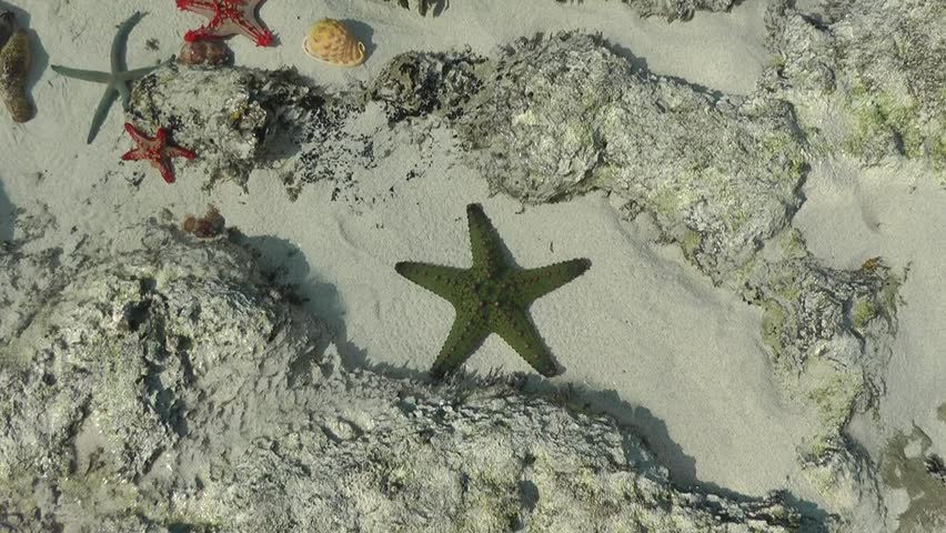 Stock video of green starfish moving a rock pool | 28139257 | Shutterstock