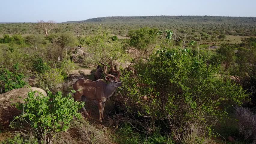 Kudu Stock Video Footage - 4K and HD Video Clips | Shutterstock
