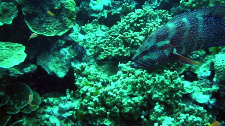 A Colorful Coral Cod Hunting Stock Footage Video (100% Royalty-free ...