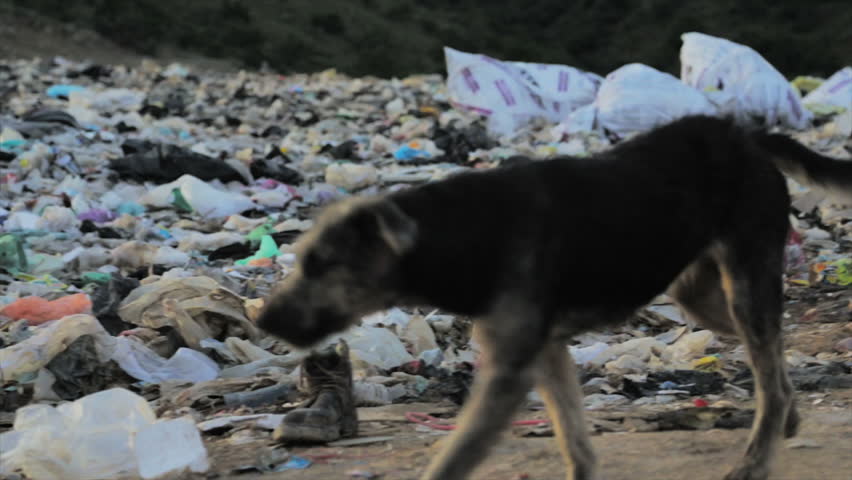 Dog Abandoned in Garbage Dump 스톡 동영상 비디오(100% 로열티프리) 2847787 | Shutterstock