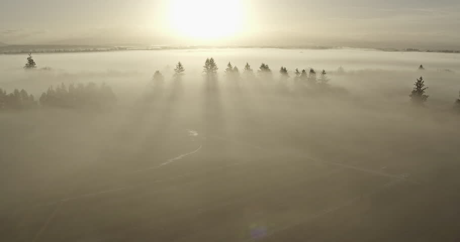 Mist over the forest and trees in Oregon image - Free stock photo ...