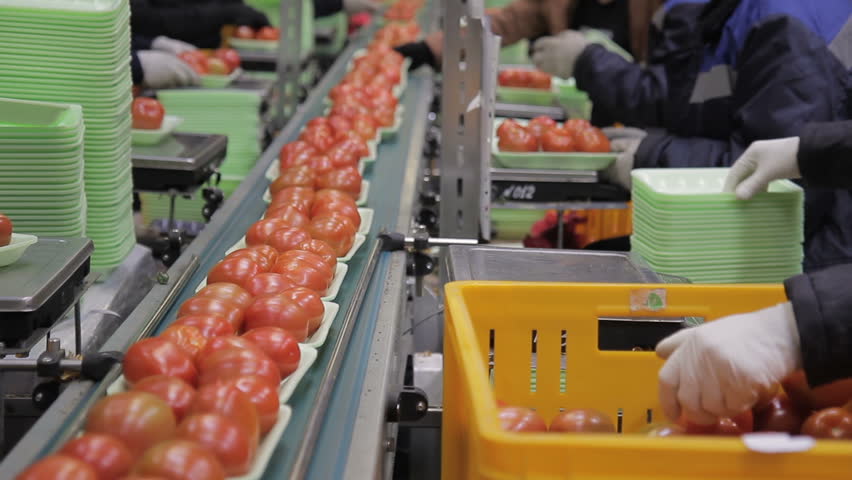 Workers Packaging Vegetables
