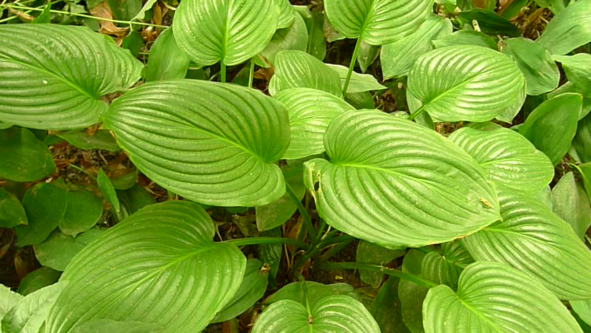 Plants With Ridged Leaves On The Rainforest Floor, Ecuador Stock ...