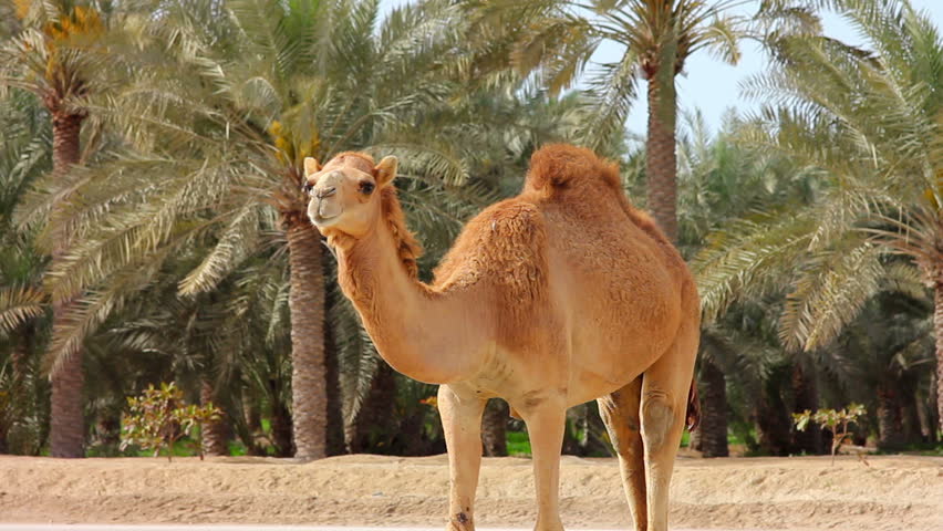 Camel in Desert in Front Stock Footage Video (100% Royalty-free ...