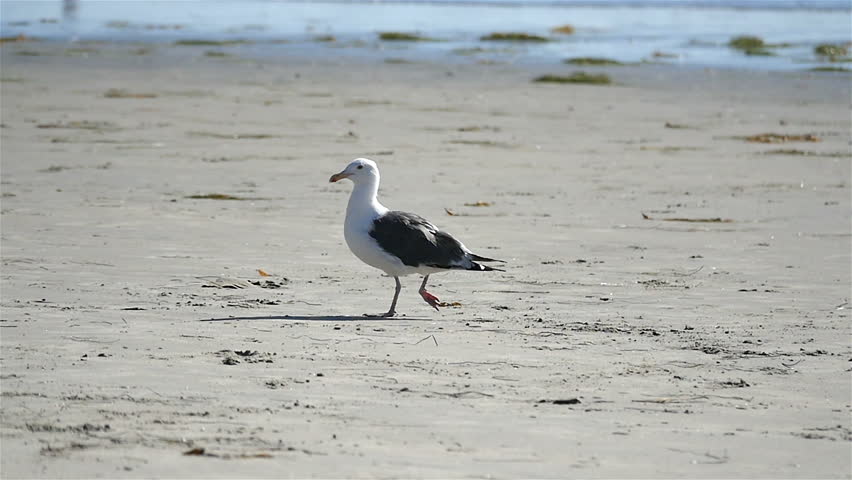 Silver Eye Bird image - Free stock photo - Public Domain photo - CC0 Images