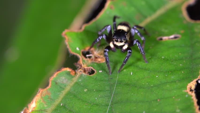 Exotic Yellow Spider image - Free stock photo - Public Domain photo ...