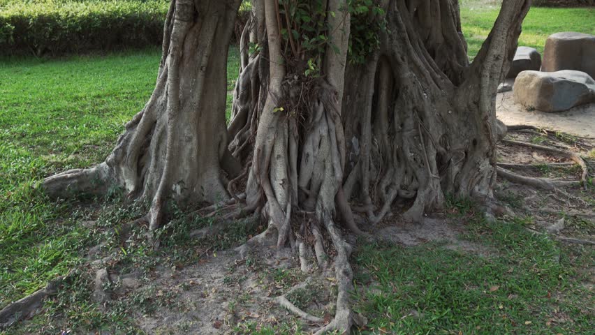 Tree Roots Grown Over Large Rock Stock Footage Video 1734697 | Shutterstock