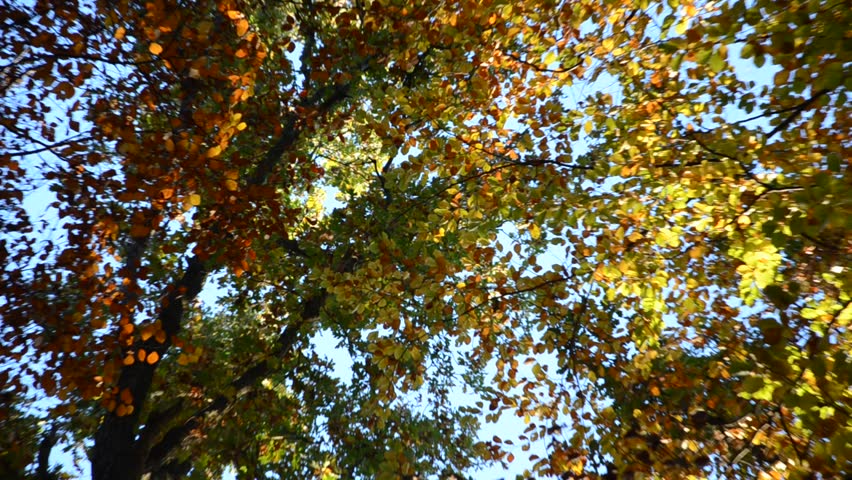 Hazel Autumn Trees Stock Footage Video (100% Royalty-free) 2942167 ...