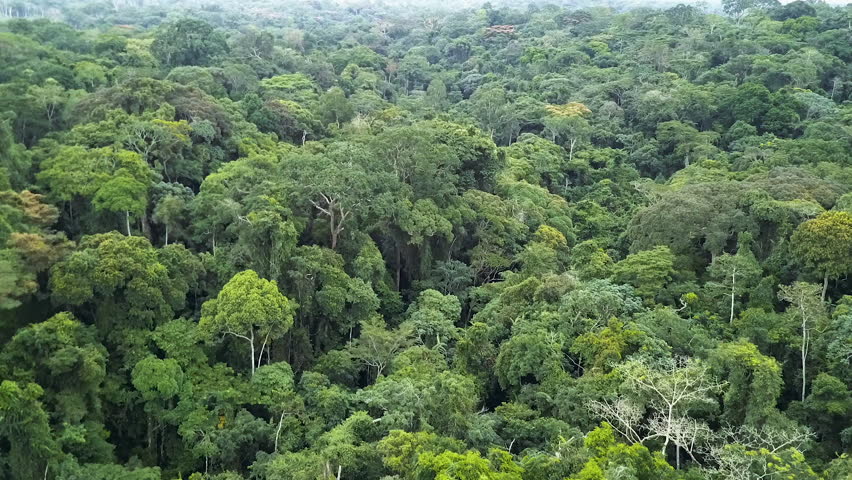 Rain Forest Bay In Congo Stock Footage Video 32616946 | Shutterstock