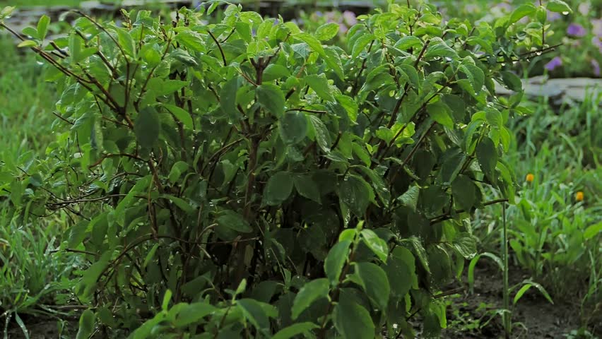 Sesame Farm Land With Growing Sesame Plant And Blooming Sesame Flowers ...