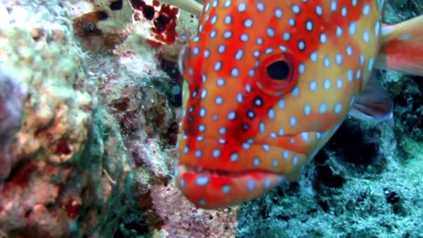 Red Grouper image - Free stock photo - Public Domain photo - CC0 Images