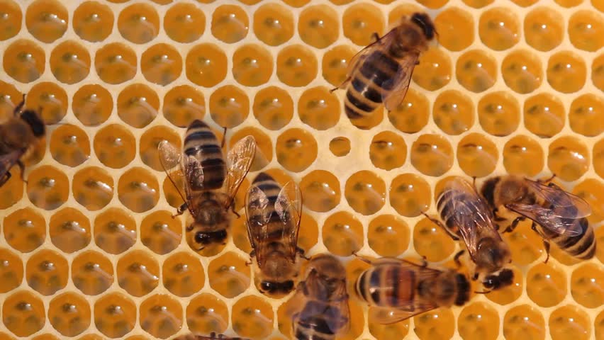 Bees Take Honey Bees Take Honey From Remote Cells To Migrate Into The ...