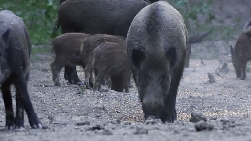 Large Group of Wild Hogs Stock Footage Video (100% Royalty-free ...