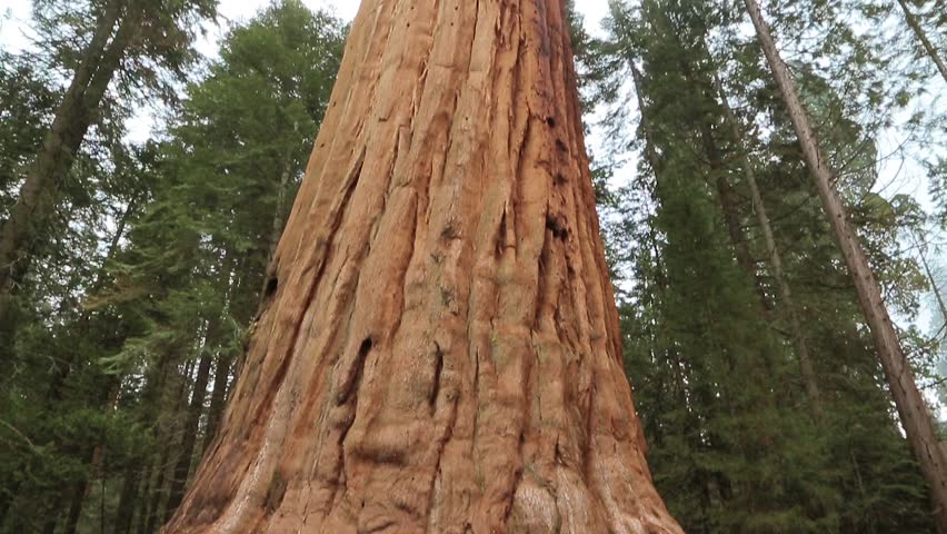 Tall Pine Forest at Sequoia National Park, California image - Free ...